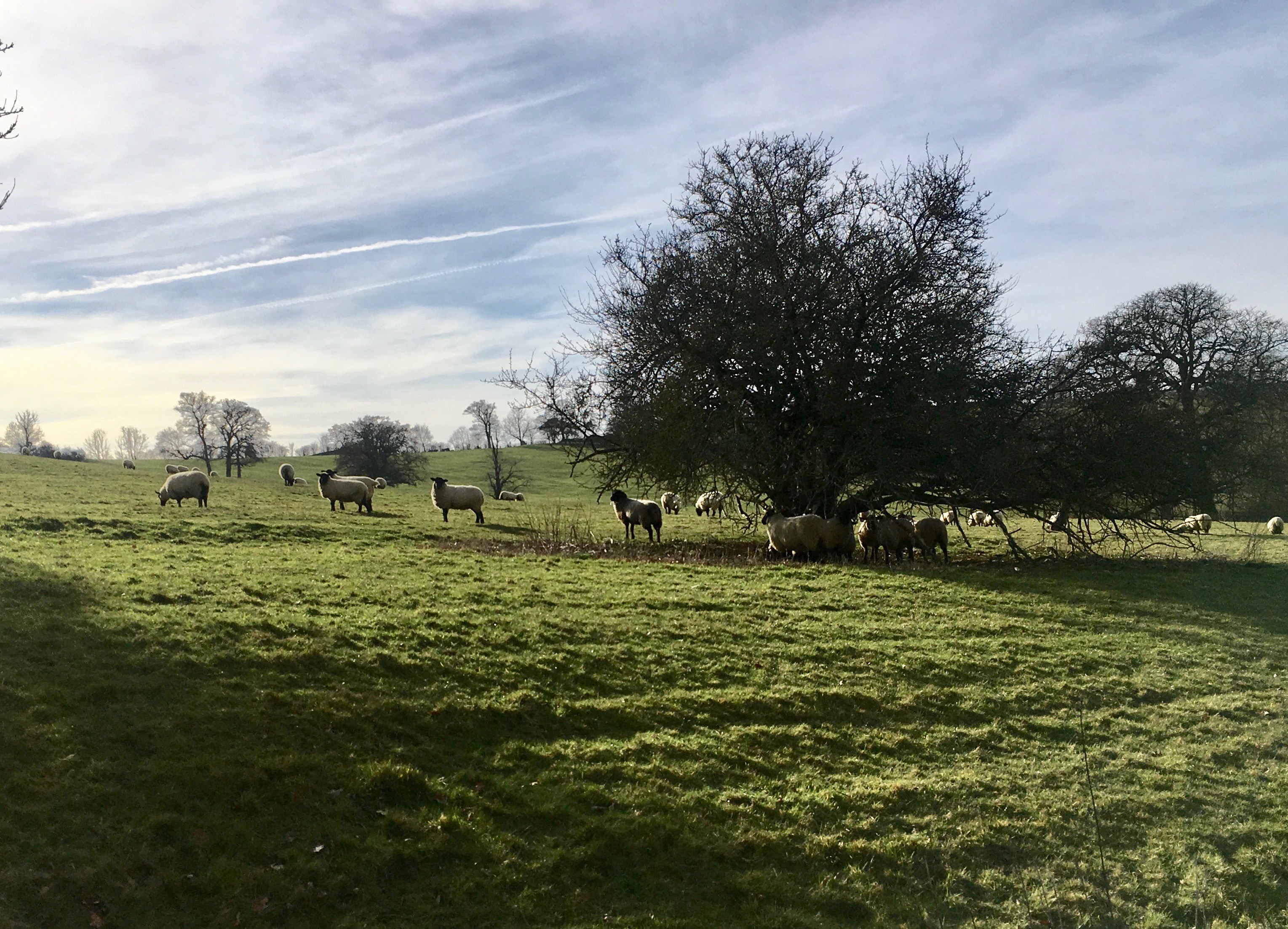 Shires sheep | A lover of the light